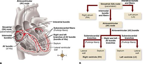 Cardiac Muscle And Electrical Activity Anatomy And