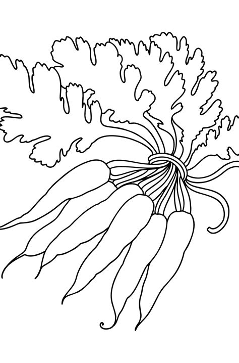 Carrot Coloring Pages Download Print And Color Online