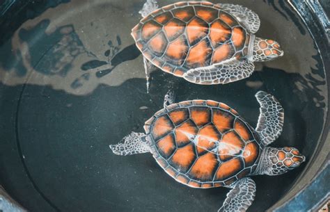 Teen Volunteering In Bali Sea Turtle Conservation Images