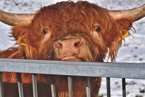 Vaca Escocesa De Las Tierras Altas Foto Gratis En Pixabay