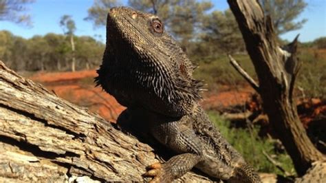 In The Wild Lizard Sex Determination Is Climate Sensitive Iflscience