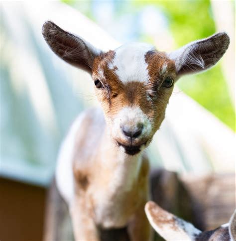 Micro Mini Nigerian Dwarf Goats