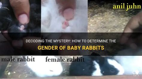 Decoding The Mystery How To Determine The Gender Of Baby Rabbits Petshun