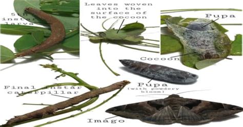 Moth Life Cycle 4 Life Stages And Reproduction Learn About Nature