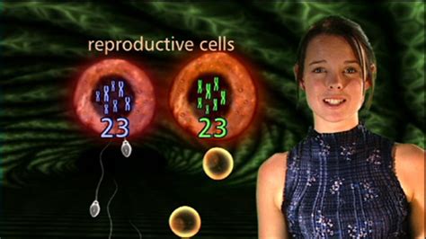 Bbc Two Ks4 Curriculum Bites Science 14 16 What Happens To Chromosomes In Fertilisation