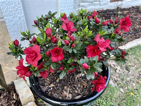 Dwarf Azalea Raustingardening