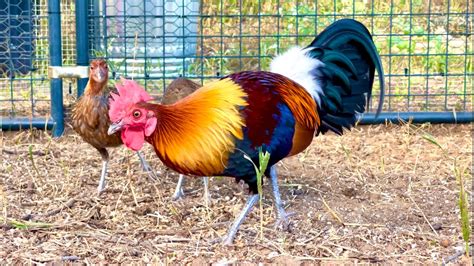 Red Jungle Fowl Hybrid Trio Qaib Qus Txuam Tsoov 2023 Youtube
