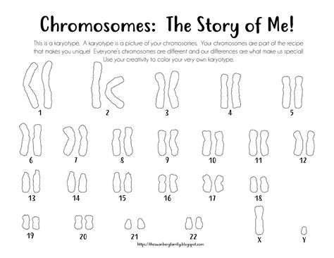 Biology Karyotype Worksheets
