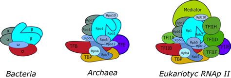 Archaea Vs Bacteria Structure