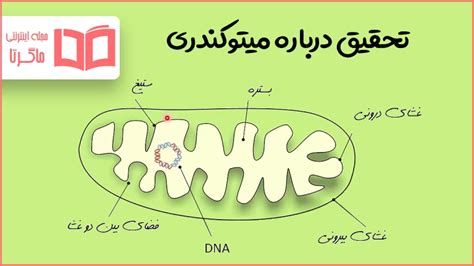 تحقیق درباره میتوکندری و ساختار آن ️ با توضیح کامل ماگرتا