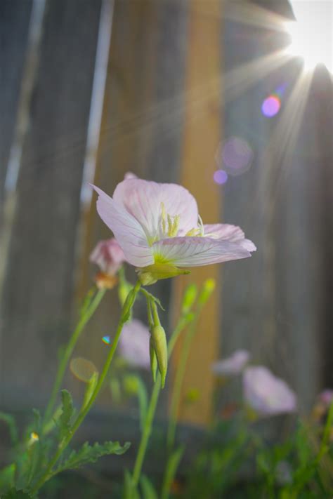 무료 이미지 자연 야생화 태양 울타리 Canon 7d 플로라 담홍색 봄 꽃잎 햇빛 식물 줄기 3456x5184 Rob Smith 1445275