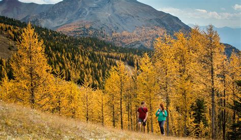 Top 5 Larch Hikes For Fall Explore Kananaskis Tourism