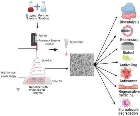 Recent Trends Using Natural Polymeric Nanofibers As Supports For Enzyme Immobilization And