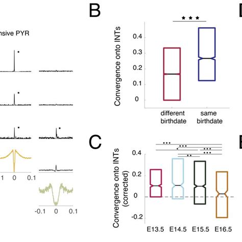 Microcircuit Arrangement Of Birthdated Pyramidal Neurons A Download Scientific Diagram