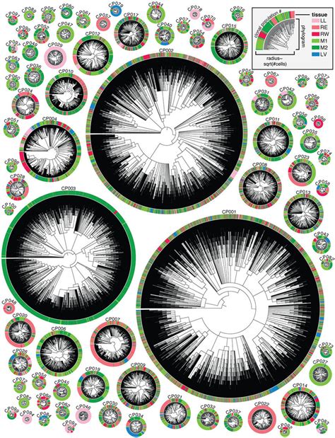High Resolution Phylogenetic Trees Capture The Histories Of Clonal