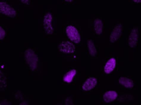 Alexa Fluor™ 647 Tyramide Superboost™ Kit Goat Anti Rabbit Igg