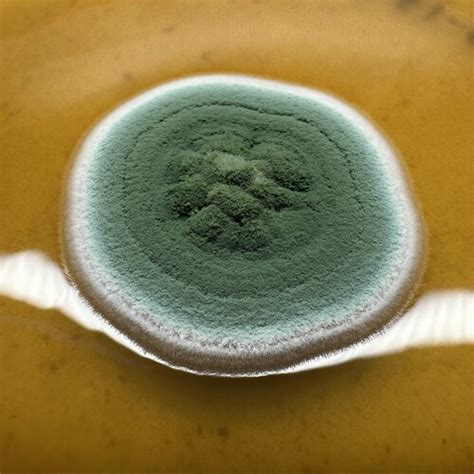 Penicillium Albocoremium · Inaturalist