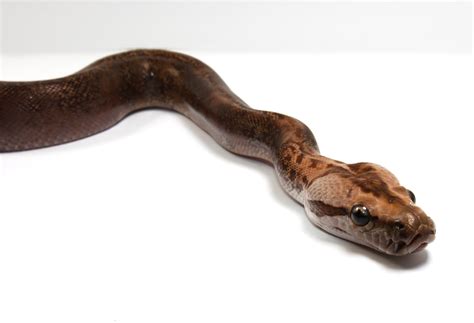 Granite Burmese Python Bob Clark Reptiles 100 Het Granite Burmese