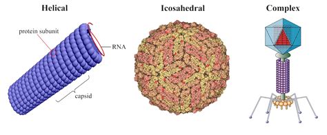 Viruses Ck 12 Foundation