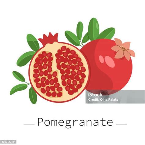 잘 익은 석류의 과일 흰색 배경에 고립 된 대상 절반 과일 및 석류 씨앗 다양한 제품 주스 화장품의 디자인에 대한 일러스트레이션 벡터 일러스트레이션 0명에 대한 스톡 벡터