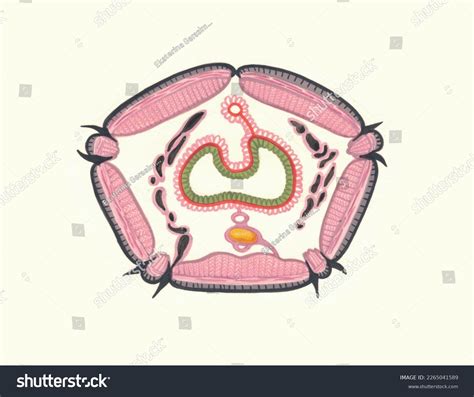 Earthworm Anatomy Cross Section Carlson Stock Art