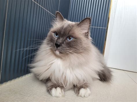 렉돌 아꿍 고양이 책임분양 ♥ 강아지•고양이입양 강아지보호소 고양이보호소 무료분양 아이조아보호소