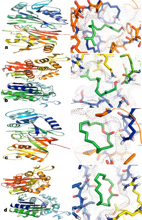 Putative Binding Pose Of Ligands Docked With Dhfr And Tem 72 The Download Scientific Diagram