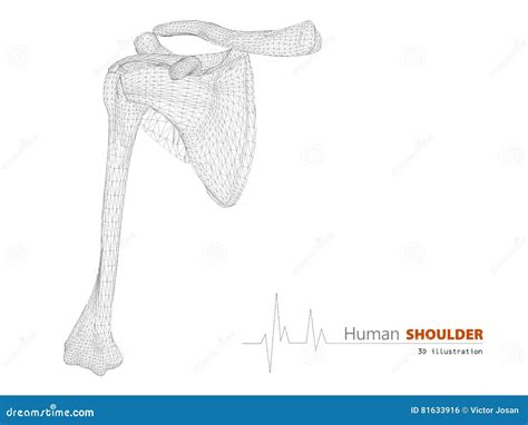 Anatomy Of The Shoulder Joint Labeled Vector Illustration 173918978