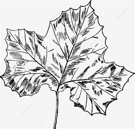 Sycamore Leaf Vintage Illustration Sycamore Engraving Leaves Vector