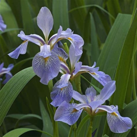 Blue Flag Iris Plant