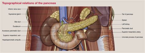 Anatomy Of The Pancreas