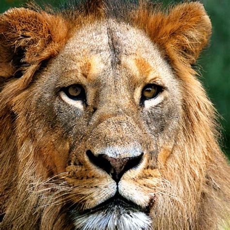 Simplifying Stabilizing And Scaling Continuous Time Consistency