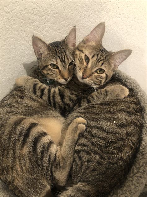 My Matching Pair Of Standard Issue Cats Adopted Together And Are Bonded Sisters” Now Even