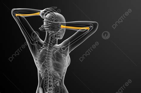 Medical Illustration Of The Radius Bone In 3d Rendering Photo