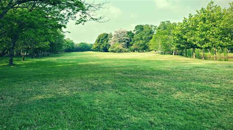 Light Green Grass Patches In Lawns 2026 Just Pure Gardening