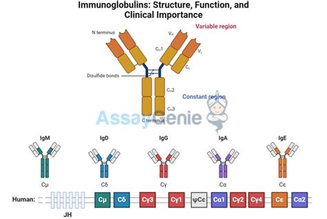 Immunoglobulins Structure Function And Clinical Importance Assay Genie