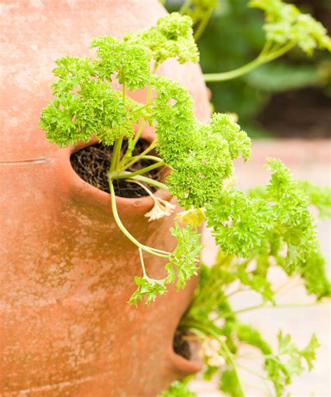 How To Prune Parsley For A Bushier Plant Homes And Gardens