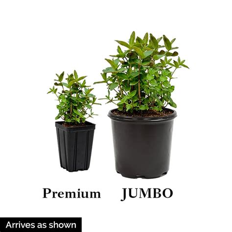 Delphinium Pacific Giant Spring Hill Nurseries Spring Hill Nursery