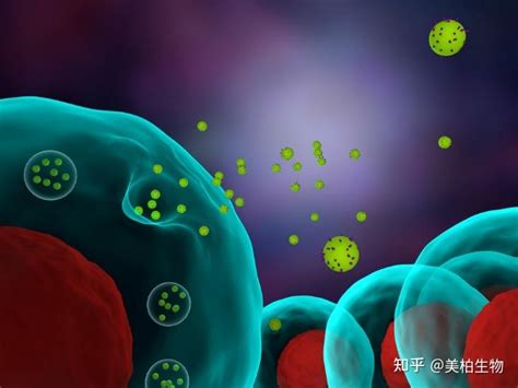 外泌体和ecm细胞外基质 知乎