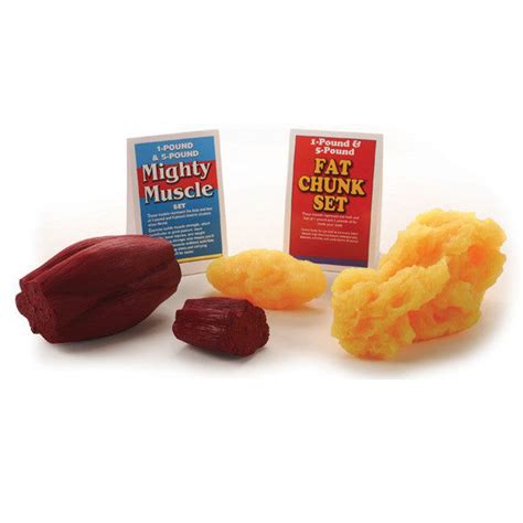 Fat Chunks And Mighty Muscles Model Set 1lb And 5lb 26025 Fat Vs Muscle Anatomystuff Staging