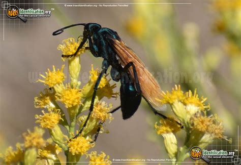 California Tarantula Hawk Wasp