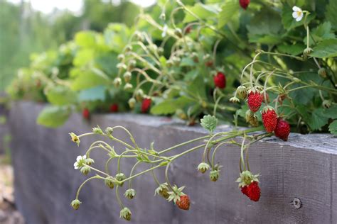 Mixed Strawberry Seeds For Planting 400 Mix Strawberry Seeds For