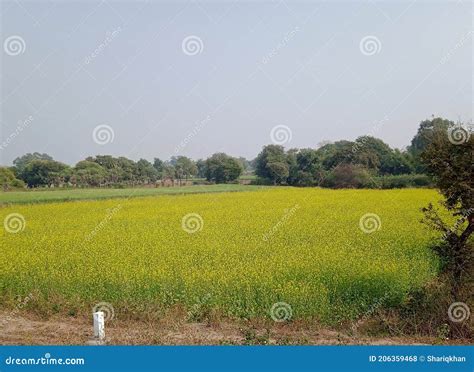 Indian Agricultural Field With Mustard Crop In Madhya Pradesh India