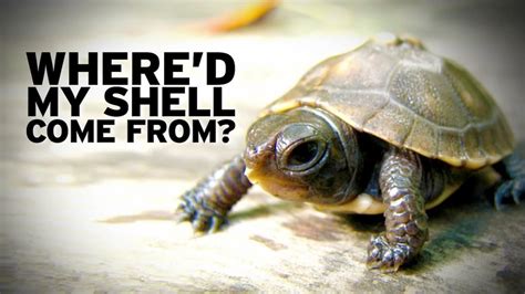 How Do Turtles Grow Shells Turtle Turtle Times