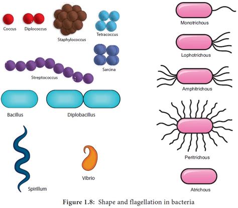 Bacteria Milestones In Bacteriology Characteristic Features Ultrastructure Life Processes