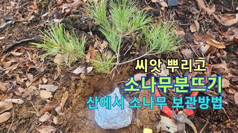 소나무 분뜨기 소나무 옮겨심기 산에서 소나무보관 방법 소나무정원수 만들기 소나무 살리는비법 Youtube