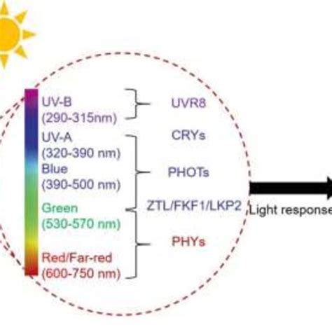 A Schematic Diagram Depicting The Involvement Of Light In Different Download Scientific Diagram