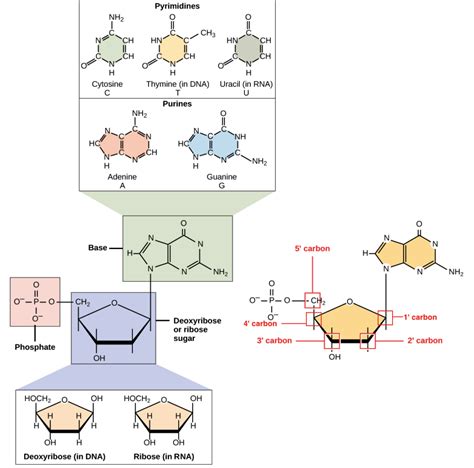 Nucleotides And Nucleosides Definition Structure Function Types
