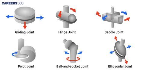 Synovial Joints Definition Structure And Types