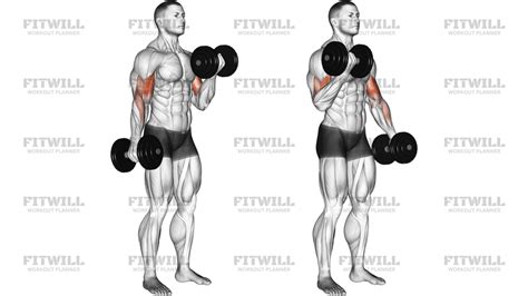 Dumbbell Alternate Biceps Curl Exercise Guide Video Techniques Benefits How To Muscles